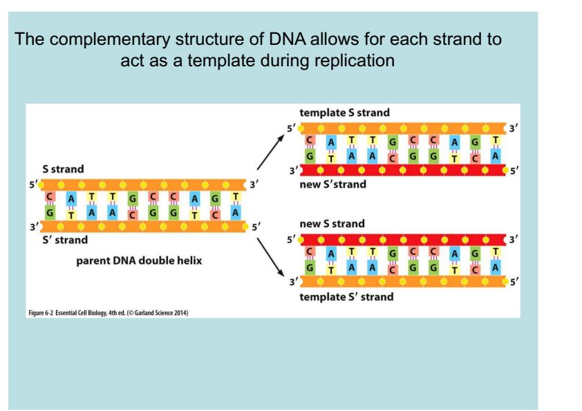 Solved Replicating Structures In Dna Can Be Observed Using Electron 0768