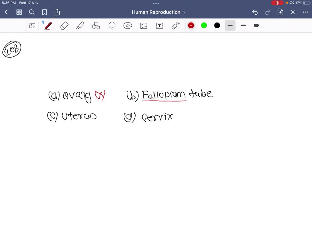 SOLVED:Label the following structures on Figure 16.24 . Cervical os ...