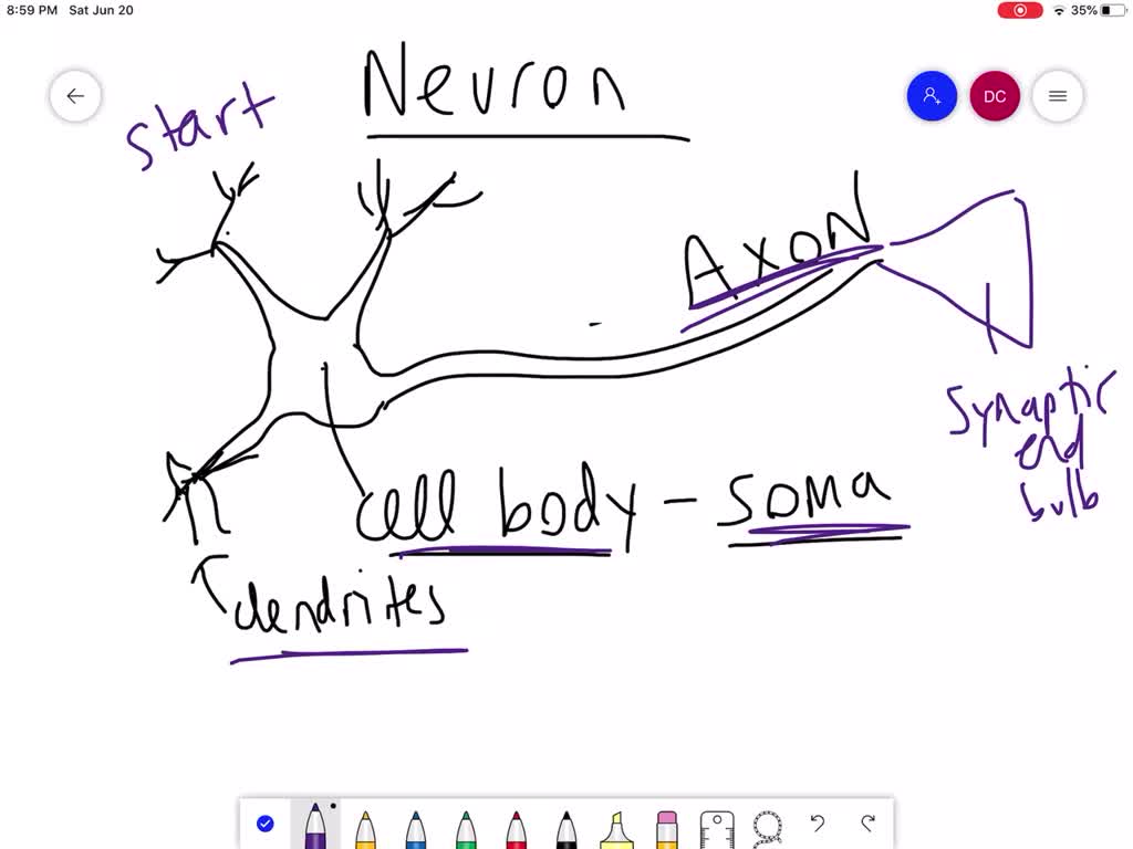 SOLVED:Which part of a neuron contains the nucleus? a. dendrite b. soma ...
