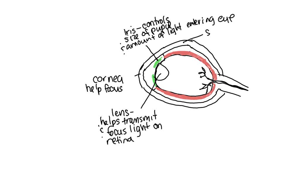 Diagram the structure of the eyeball and label the sclera, cornea ...