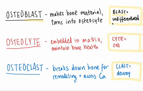 SOLVED:The cell found in bone that breaks it down is called an a ...