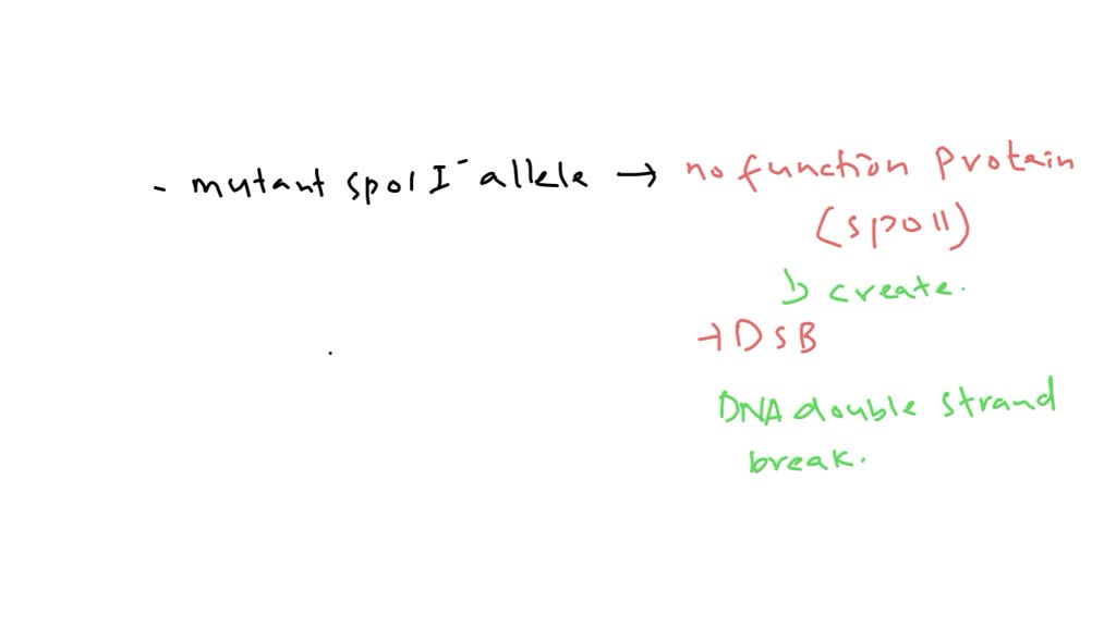 SOLVED:A yeast strain with a mutant spol I^- allele has been isolated ...