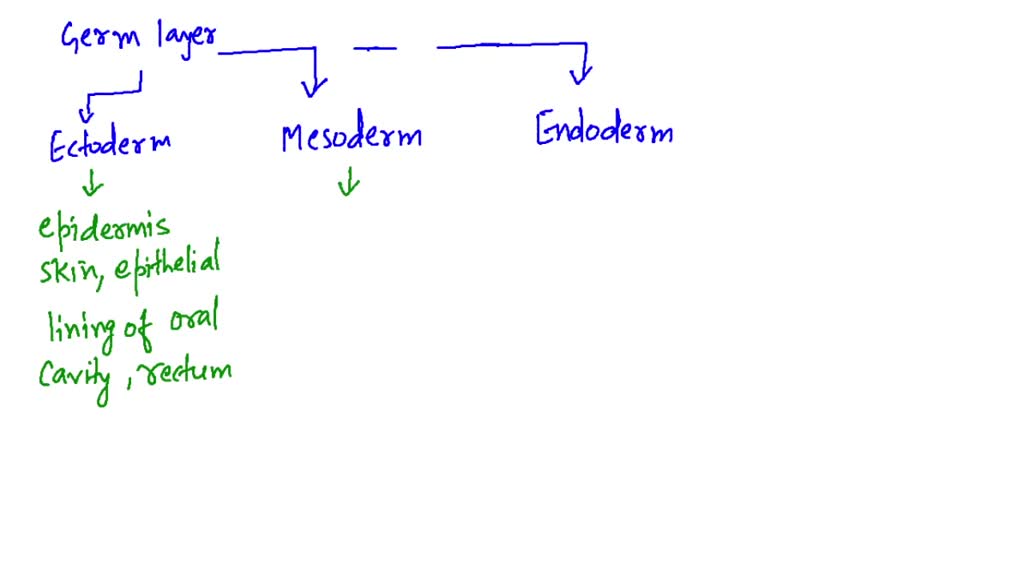 What are the three primary germ layers, and what body structures come ...