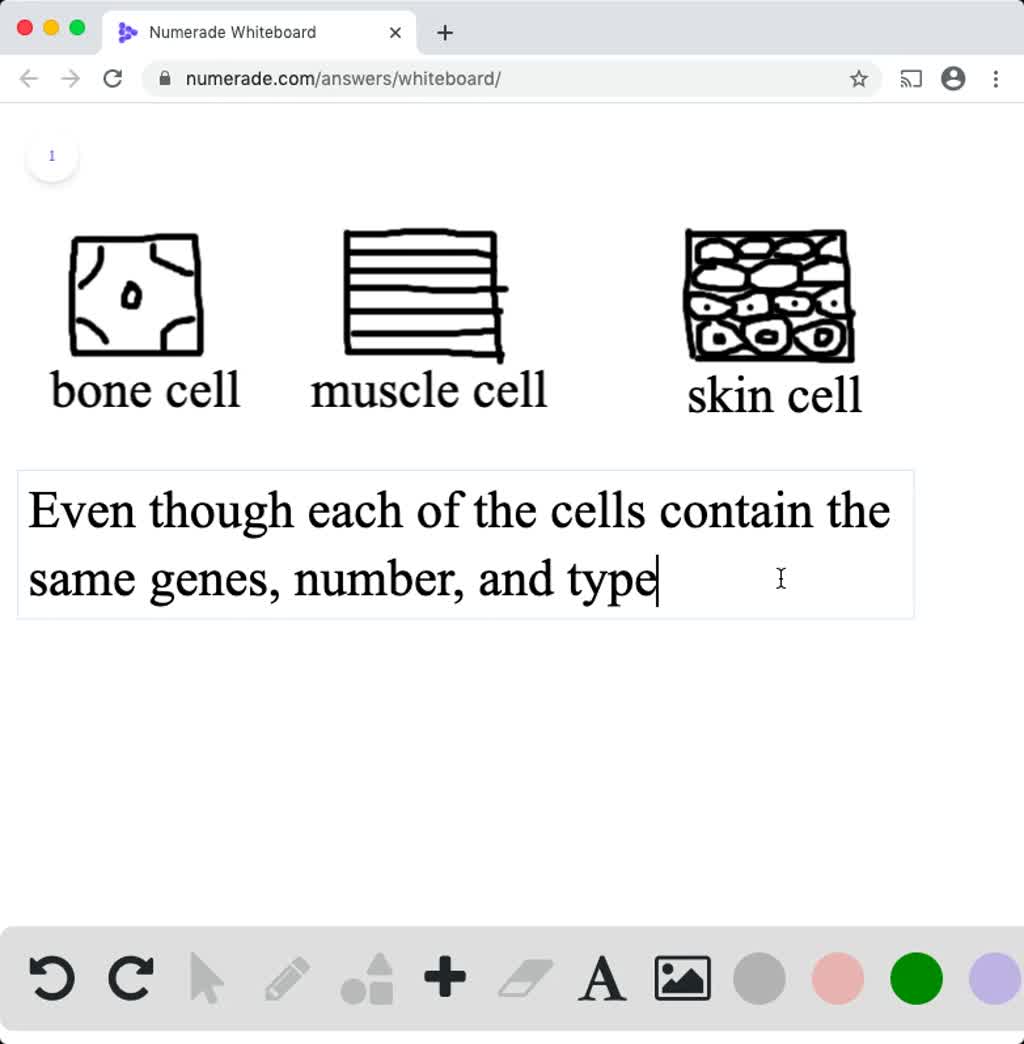 Your bone cells, muscle cells, and skin cells look different because a ...