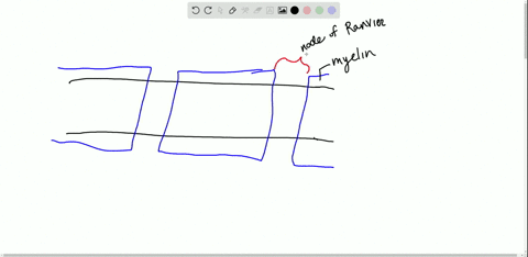 SOLVED:How does myelin aid propagation of an action potential along an ...