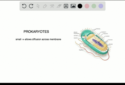 SOLVED: Prokaryotes depend on to obtain some materials and to get rid ...