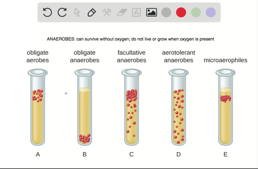 SOLVED Which Of The Following Terms Best Describes An Organism That