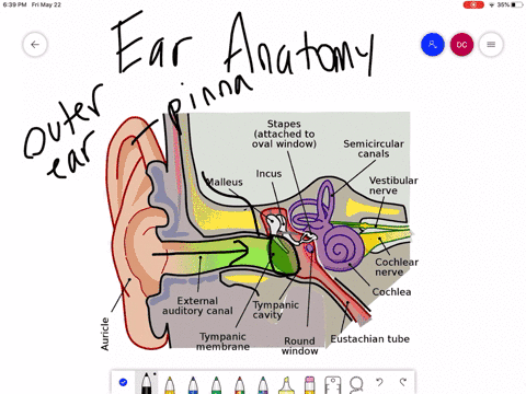 SOLVED:Describe the structure and function of the various parts of the ...