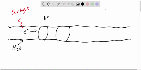 ⏩SOLVED:A hydrogen-ion gradient between the thylakoid space and the ...