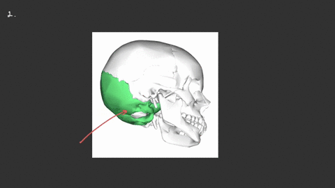 SOLVED:Watch this video (http://openstaxcollege.org/lskull1) to view a rotating and exploded ...