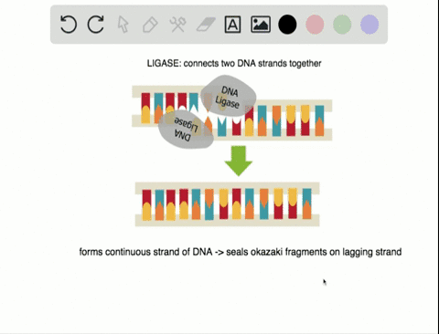 SOLVED:Ligase plays a major role in . a. replication of lagging strands ...