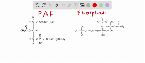Mammalian platelet activating factor (PAF), a messenger in signal ...