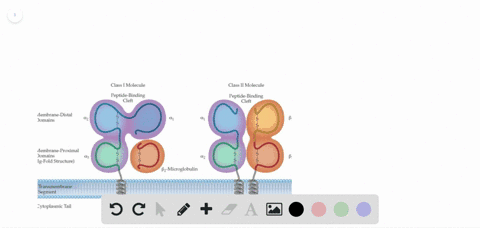 Chapter 33, The Immune System Video Solutions, Biology for AP Courses ...