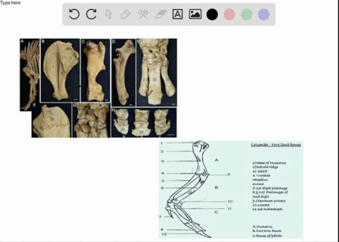 ⏩SOLVED:The forelimb of a bird and the forelimb of a rhinoceros a ...