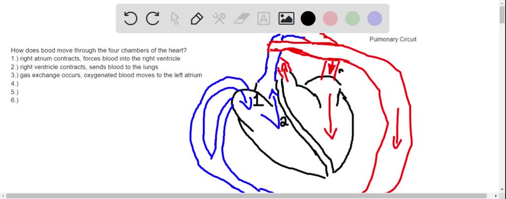 SOLVED:Starting from entering the heart from the venae cavae, what are ...