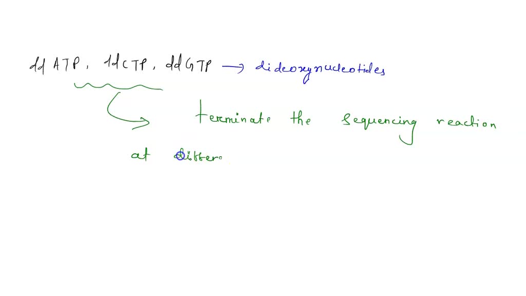 SOLVED:The dideoxynucleotides ddATP, ddTTP, ddGTP, and ddCTP are ...