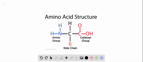 SOLVED:Describe the basic structure of an amino acid. How are amino ...