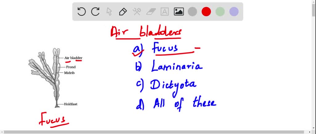 Air bladders are shown by (a) Fucus (b) Laminaria (c) Dictyota (d) All ...
