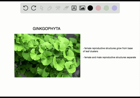 ⏩SOLVED:Which plant division has plants that produce female… | Numerade