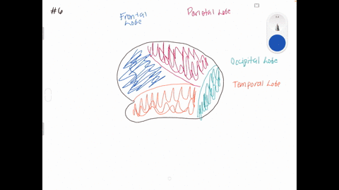 SOLVED:The visual pathway that has been characterized as travels ...