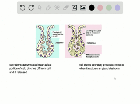 SOLVED:Which type of epithelial tissue specializes in moving particles ...