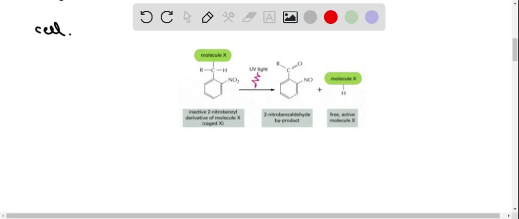 ⏩SOLVED:Caged molecules can be introduced into a cell and then… | Numerade