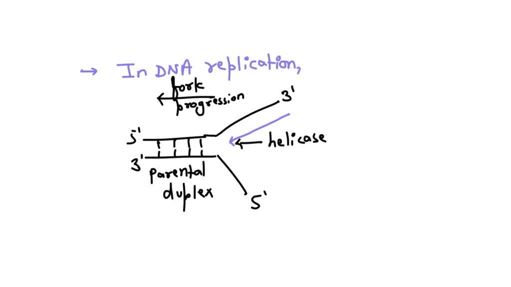 ⏩SOLVED:Summarize the process of DNA replication in a diagram. Add ...