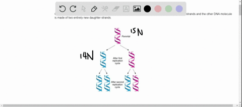 SOLVED:Assume a hypothetical organism in which DNA replication is ...