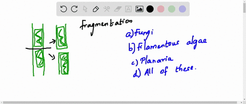 SOLVED:Which of the following multiply through fragmentation? (a) Fungi ...