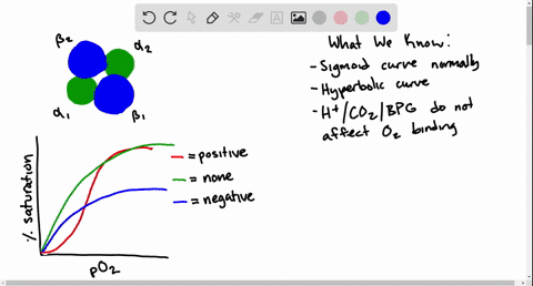 SOLVED:Under appropriate conditions, hemoglobin dissociates into its ...