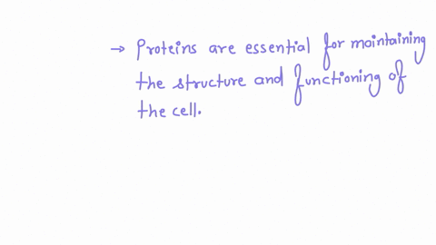 ⏩SOLVED:What are the functions of proteins? | Numerade