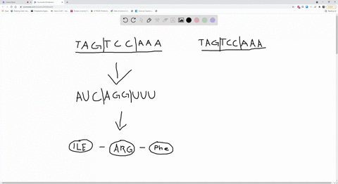 SOLVED:Describe the mutation shown in figure 7.26 and explain how the ...