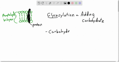 ⏩SOLVED:A transmembrane protein in the plasma membrane is… | Numerade