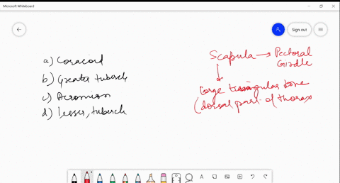 SOLVED:Scapula has slightly elevated ridge called the spine, which ...