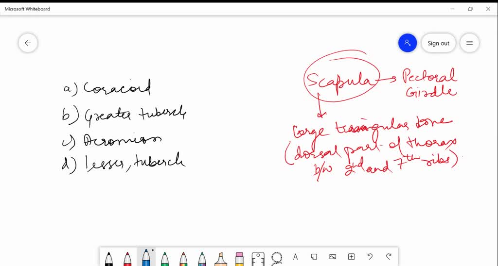 The finger-like bony knob that projects anteriorly from the upper ...