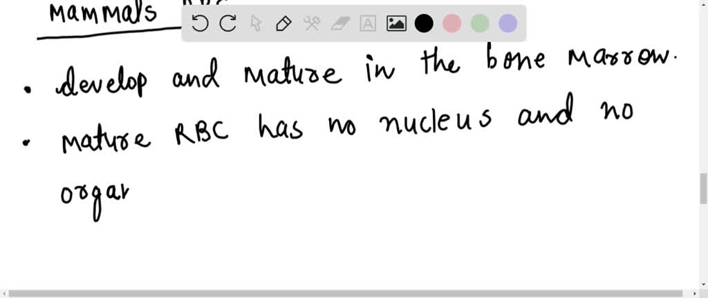 Shape of RBC in mammal is (a) Oval (b) Biconvex (c) Biconcave (d ...