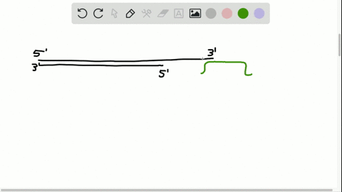 SOLVED:What is the end-replication problem? Why, in the absence of ...