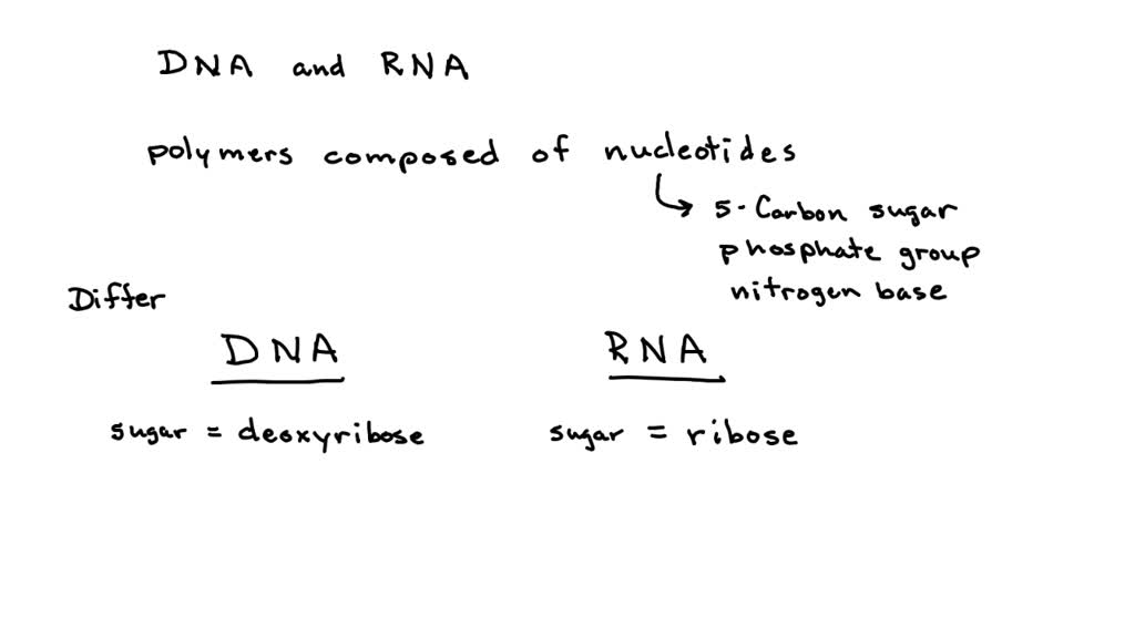 ⏩SOLVED:How do DNA and RNA differ in structure? | Numerade