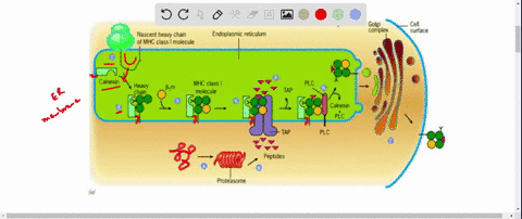 SOLVED:Describe the six steps in antigen processing and presentation ...