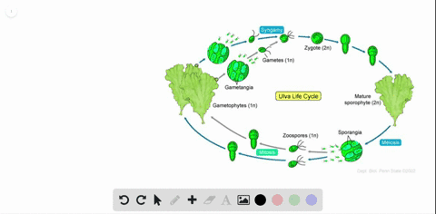Chapter 21, Protist Evolution and Diversity Video Solutions, Biology ...