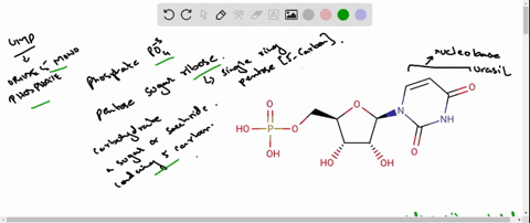 ⏩SOLVED:Draw the structure of UMP. | Numerade