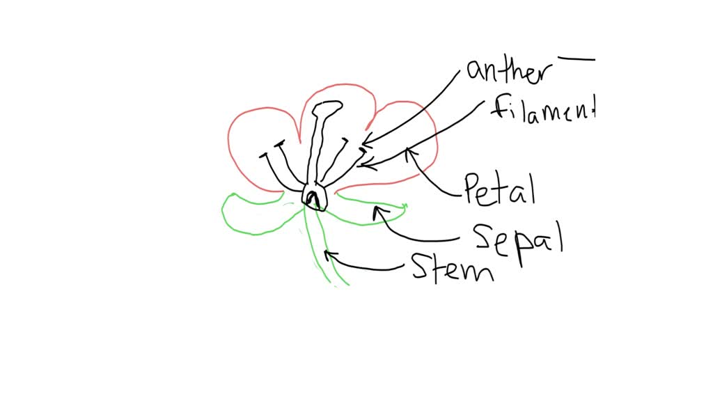 SOLVED Sketch And Label The Parts Of A Plant And Flower solved-sketch-and-label-the-parts-of-a-plant-and-flower