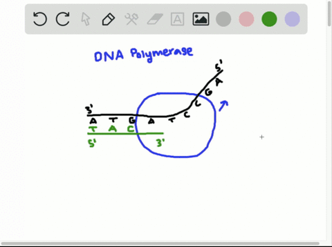 ⏩SOLVED:The initial mechanism for repairing nucleotide errors in DNA ...