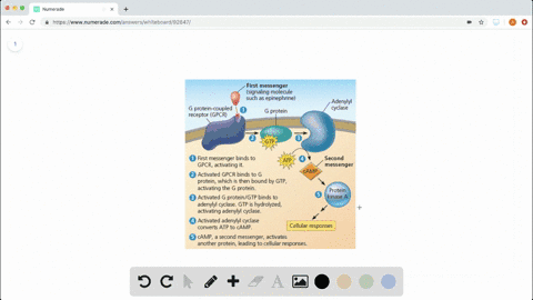 Cell Communication | Campbell Biology | Numerade