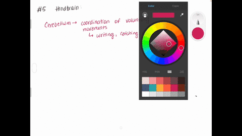 SOLVED:The hindbrain consists of the: A. endocrine system and the ...