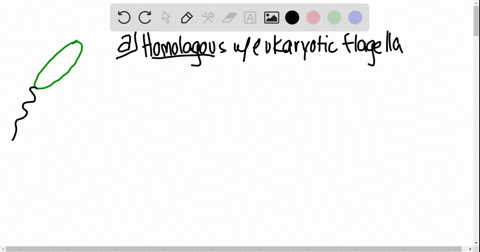 SOLVED:The major difference between a spirochete and a spirillum is a ...