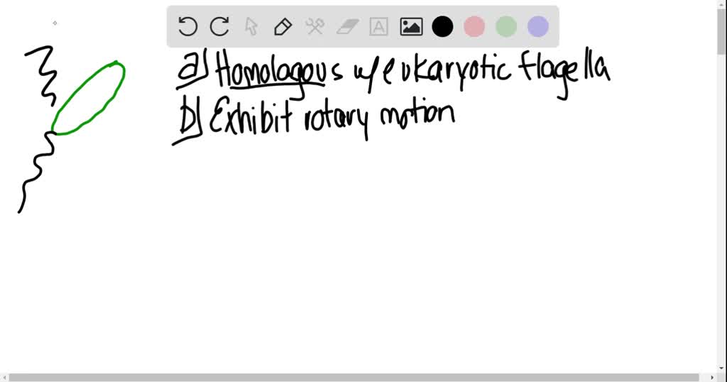 SOLVED:The major difference between a spirochete and a spirillum is a ...