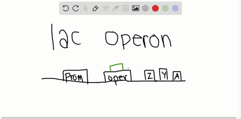 SOLVED:In the lac operon, the repressor inhibits transcription when a ...