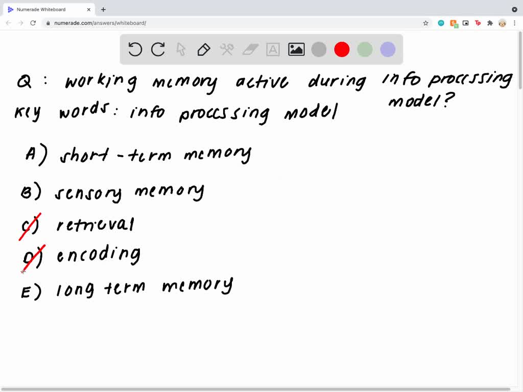 SOLVED Why Has working Memory Replaced The Modal Model s shortterm 