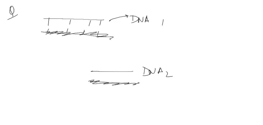 SOLVED:A short, single-stranded sequence of DNA whose bases are ...